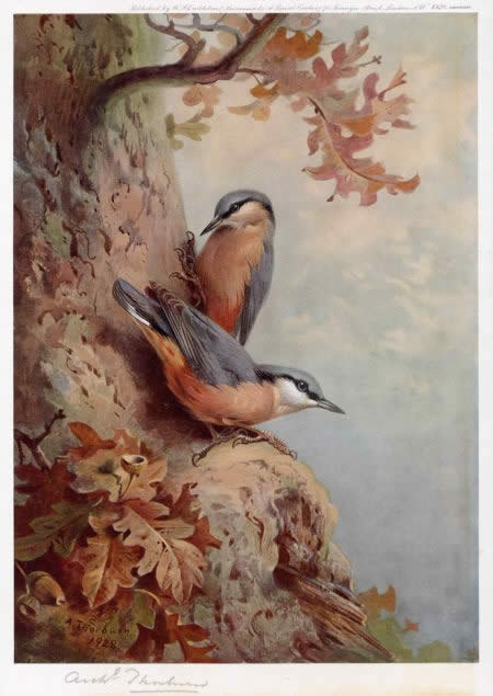 Archibald Thorburn Nuthatches Painting | Best Paintings For Sale