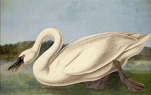John James Audubon Common American Swan Painting | Best Paintings For Sale