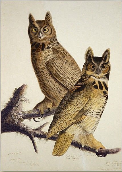 John James Audubon Great Horned Owl Painting | Best Paintings For Sale
