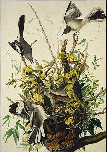 John James Audubon Mocking Bird Painting | Best Paintings For Sale
