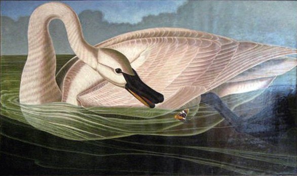 John James Audubon Swan predator Painting | Best Paintings For Sale