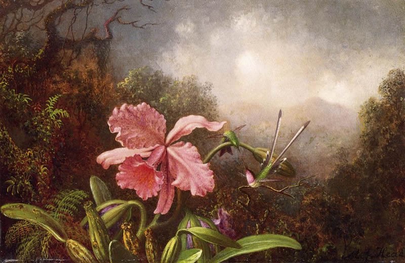 Martin Johnson Heade Two Hummingbirds by an Orchid Painting | Best ...